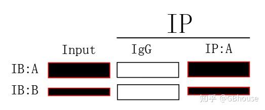 Co-IP实验实操及实验结果解读 - 知乎