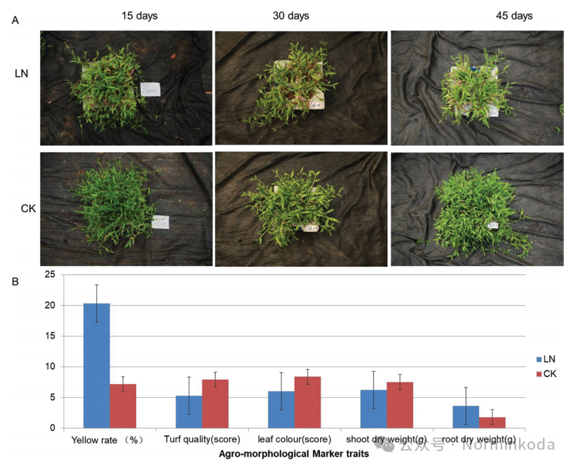 AoB plants||低氮胁迫下地毯草的农艺性状和代谢组分析 - 知乎