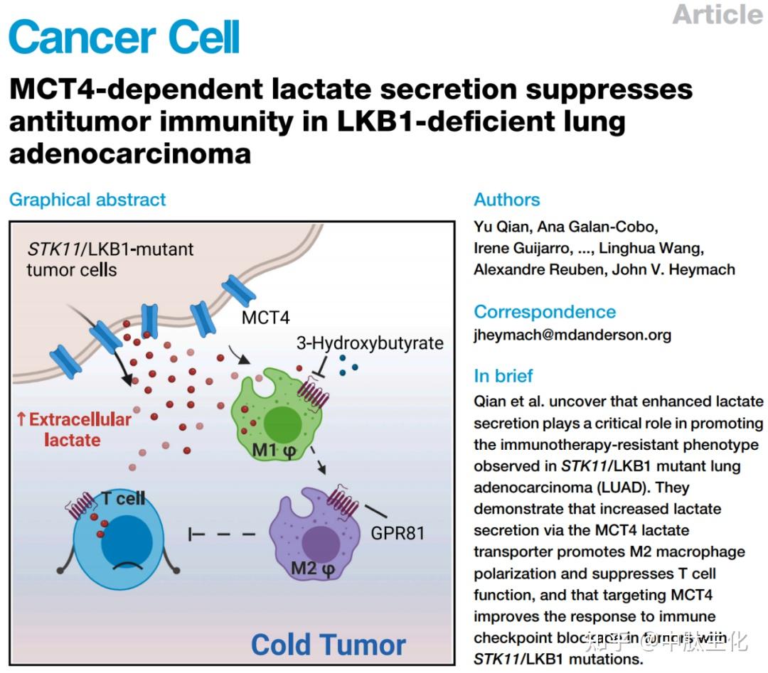 《癌细胞》：肿瘤“酸倒”T细胞！最新研究揭示，STK11突变型肺癌中的乳酸可抑制抗肿瘤免疫应答 - 知乎