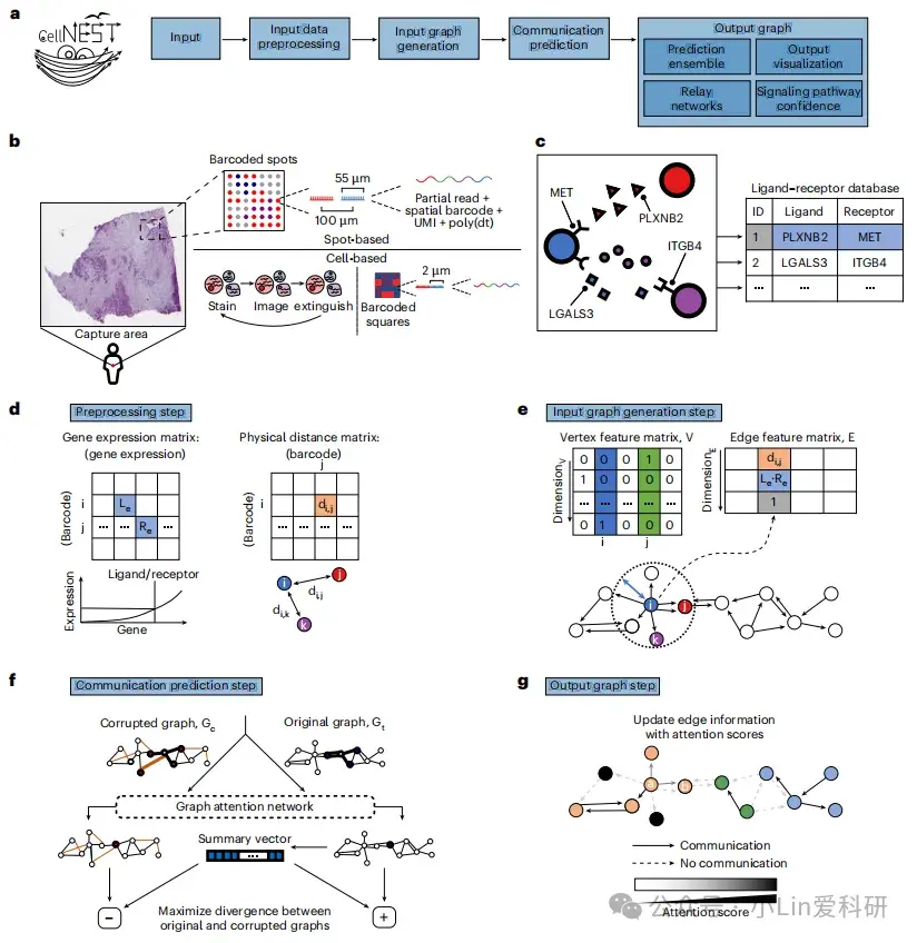 CellNEST让空间转录组数据开口说话，揭示细胞通讯的“多米诺骨牌”！IF=36!《Nature Methods》 - 知乎