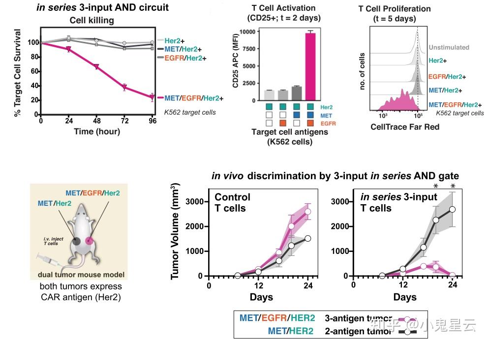 Science: CAR-T细胞逻辑门的实现-synNotch - 知乎
