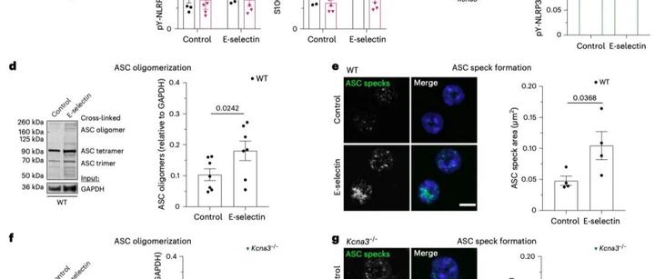 Nature Immunology丨GSDMD 孔的形成调节中性粒细胞中 S100A8/S100A9 的释放 - 知乎