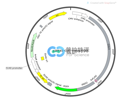 何为诱导表达系统的渗漏表达leaky expression - 知乎