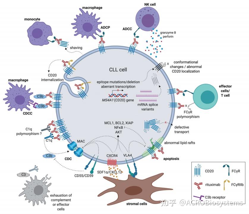 【CD20走花路】肿瘤与自免领域的治疗进展综合篇 - 知乎