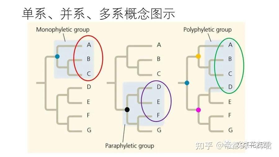 APG IV系统介绍（三）——大戟科的拆分 - 知乎