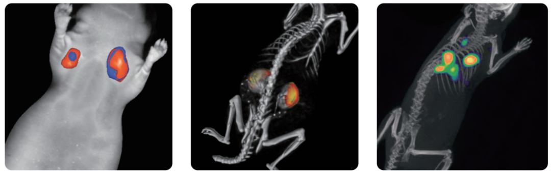 瑞孚迪 IVIS Lumina LT小动物活体成像——让二维光学成像更加简便 - 知乎