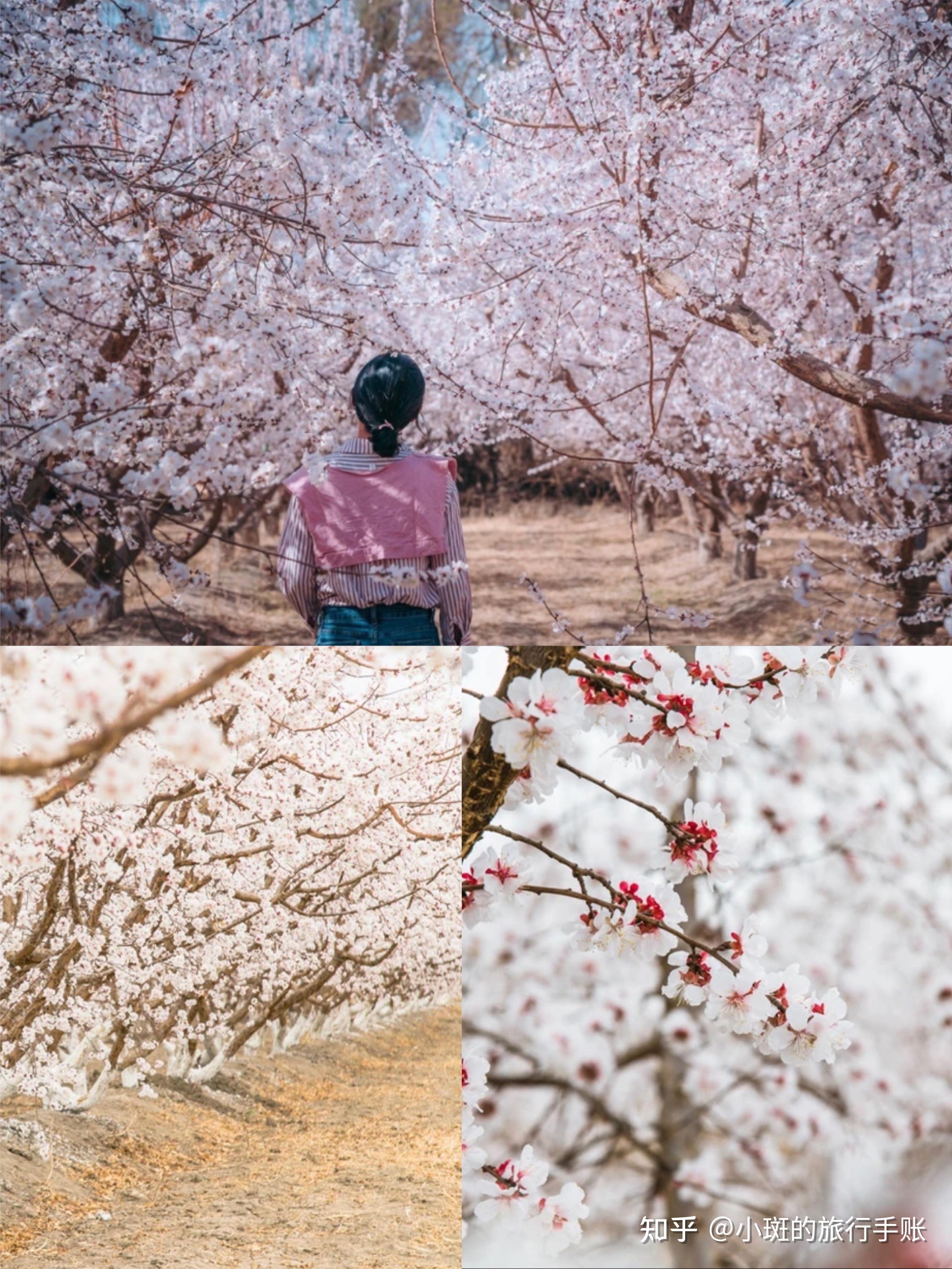 4月新疆杏花，最全赏花攻略 - 知乎