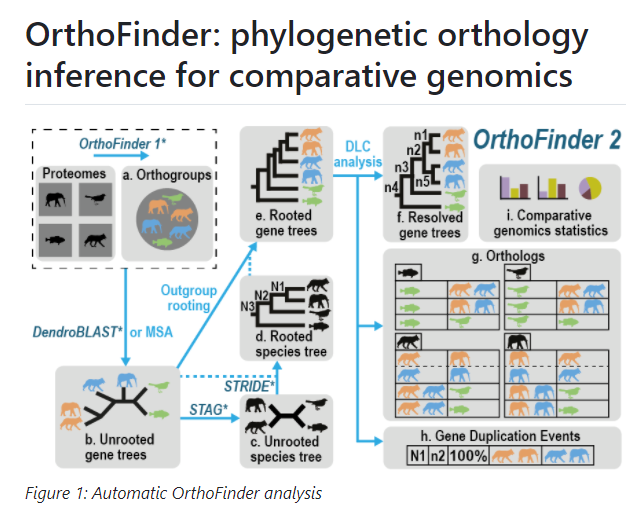 orthofinder(1)：直系同源基因聚类 - 知乎