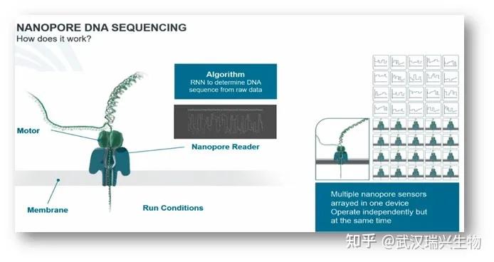三代测序：ONT全长转录组测序和Direct RNA测序技术 - 知乎
