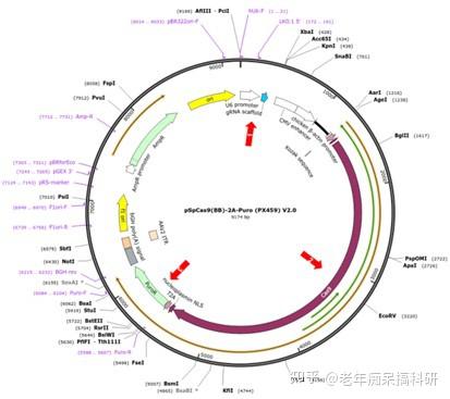 sgRNA表达质粒的载体构建（一）：酶切载体与sgRNA退火片段的制备 - 知乎