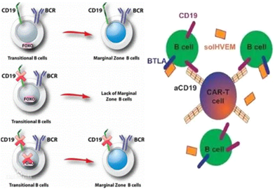 CD19作为肿瘤治疗靶点临床研究最新进展 - 知乎