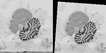 Python科研图像处理——pyStackReg图像配准 - 知乎