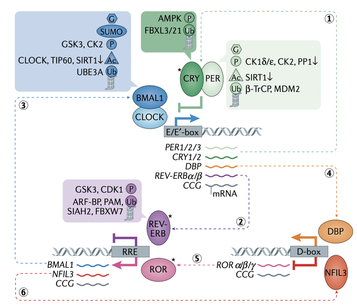 炎症因子IL-4通过EGR1调控节律系统中枢基因PER2 - 知乎