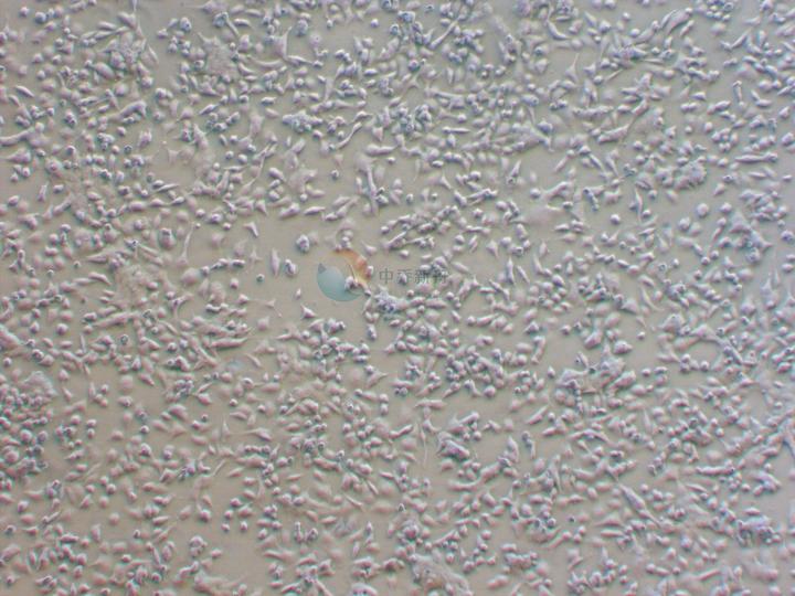 操作必看！TOV-112D卵巢癌细胞培养搞定方法 - 知乎