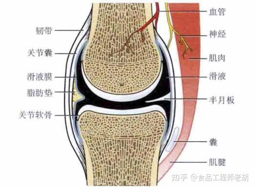 营养与骨骼和骨关节及健康的关系 - 知乎