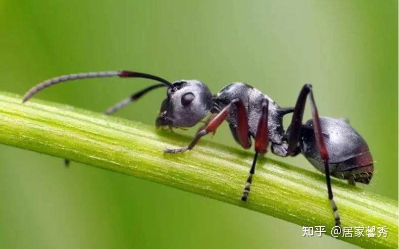 家里有小黄蚂蚁怎么清除干净