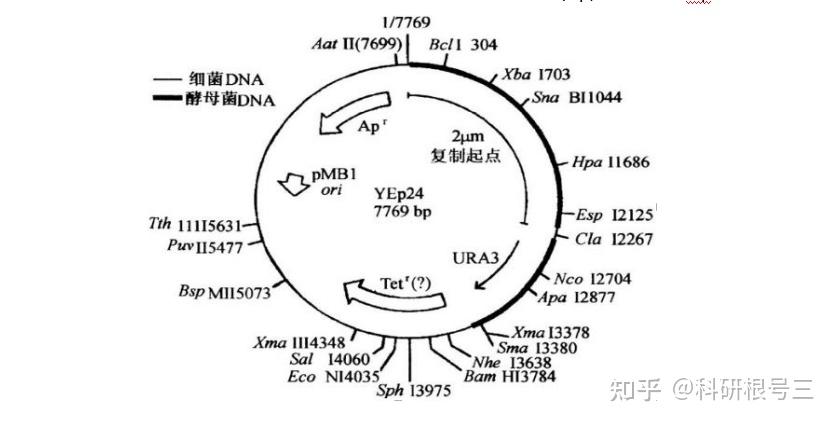 常见的载体类型汇总：质粒载体、噬菌体载体、柯斯载体、病毒载体、人工染色体载体 - 知乎