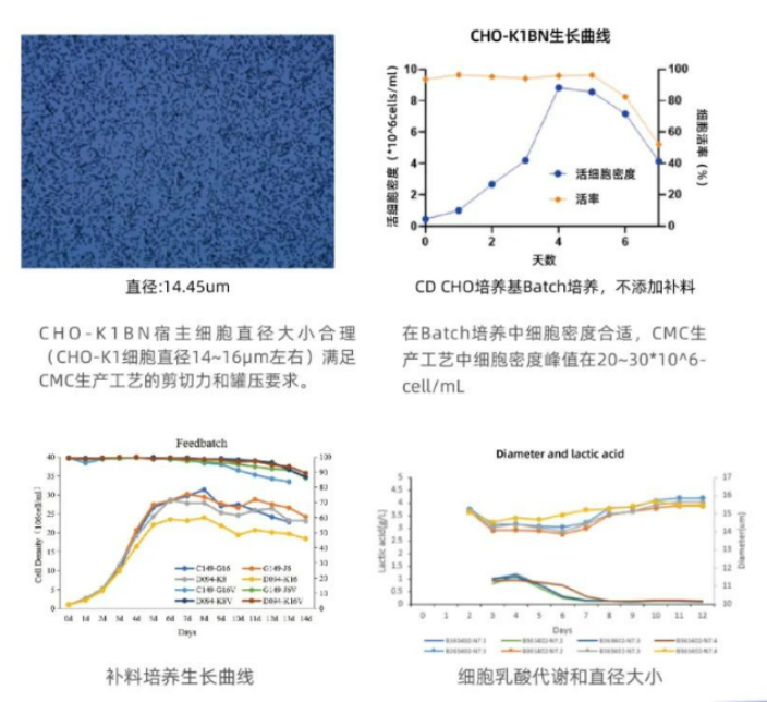 CHO-K1BN细胞株助力抗体药物开发 - 知乎