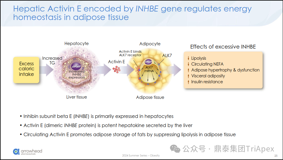 INHBE GalNAc-siRNA，ALK7 Lipid-siRNA最新进展 - 知乎