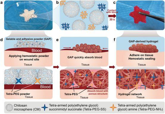 南科大吴德成《AFM》：4-arm-PEG凝胶化粘性止血粉，有效控制致命性出 - 知乎