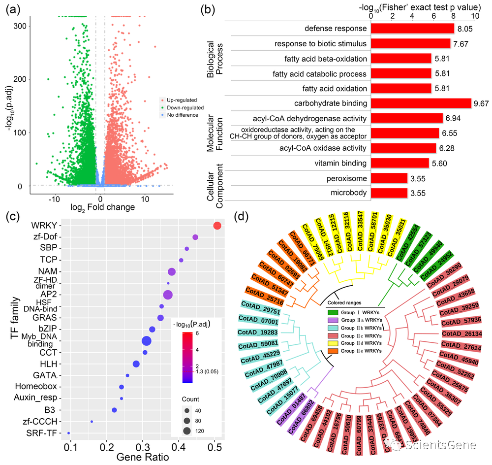 WRKY转录因子通过促进GhMKK2介导的类黄酮生物合成调节棉花对尖孢镰刀菌的抗性 - 知乎