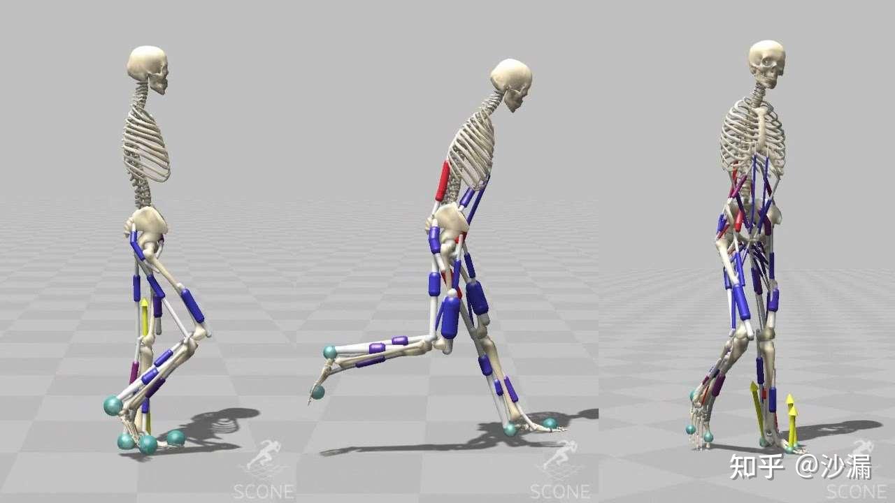 【20250114】清华大学发布人体全身肌骨模型，使用分层低维表示对人体全身肌骨系统和运动控制过程进行建模 - 知乎