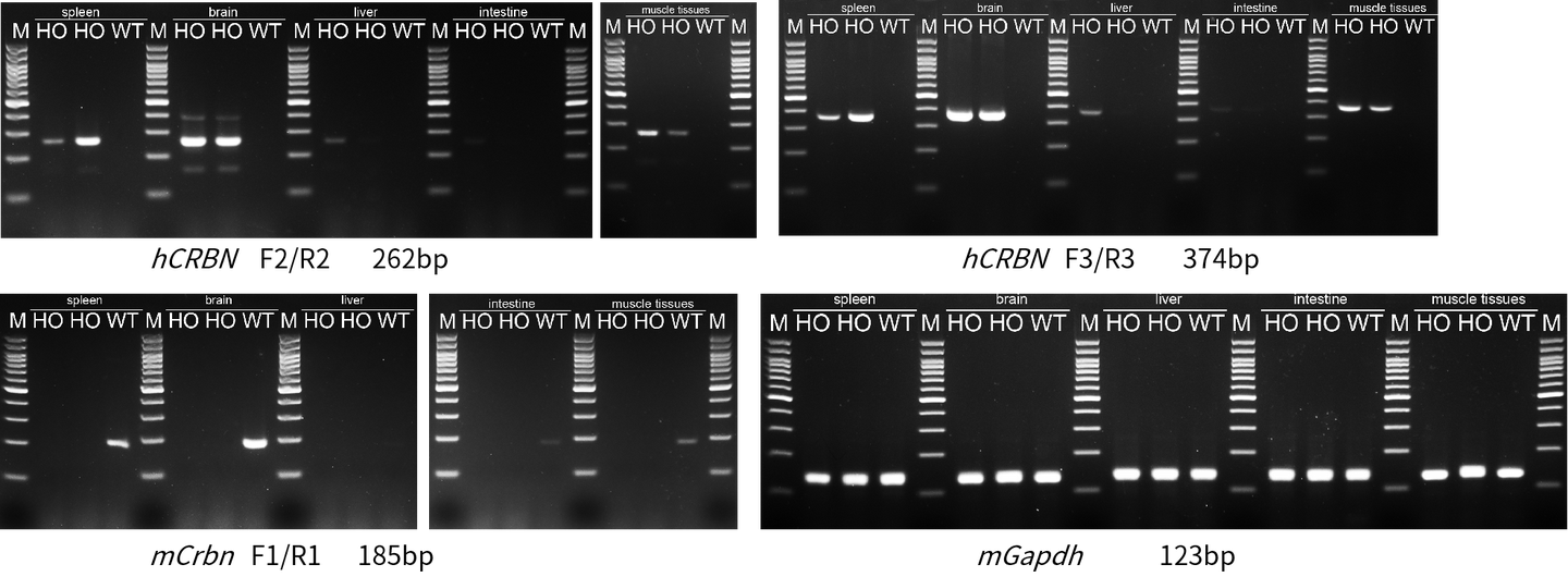 分子胶&PROTACs热门靶点——CRBN - 知乎