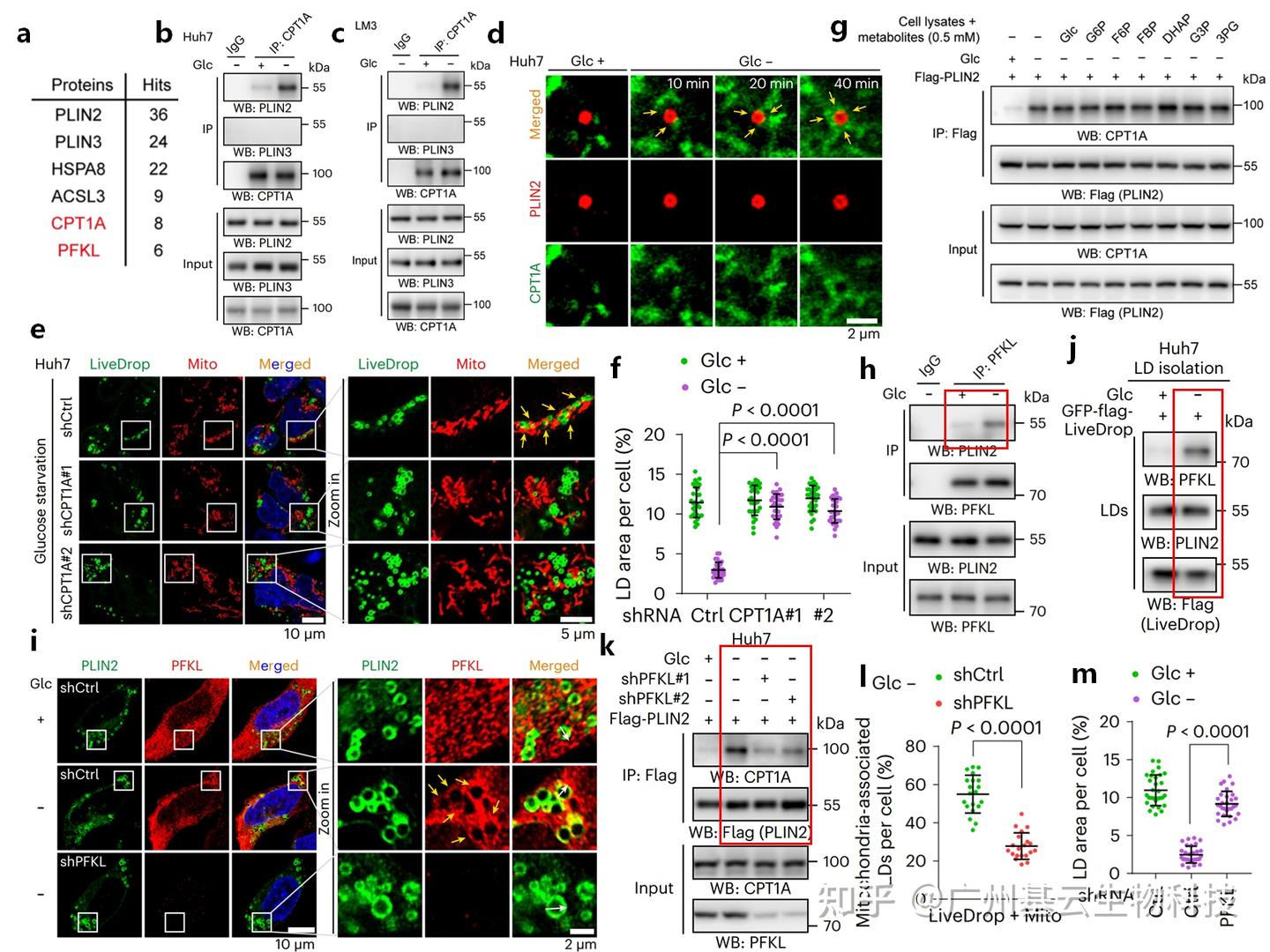 PFKL通过促进PLIN2与CPT1A的相互作用，促进线粒体偶联脂滴的脂解过程 - 知乎