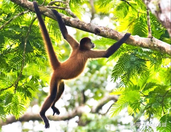 动物能完全控制尾巴吗？还是说尾巴只是一种反应性肢体？不同动物之间有差异吗？ - 知乎