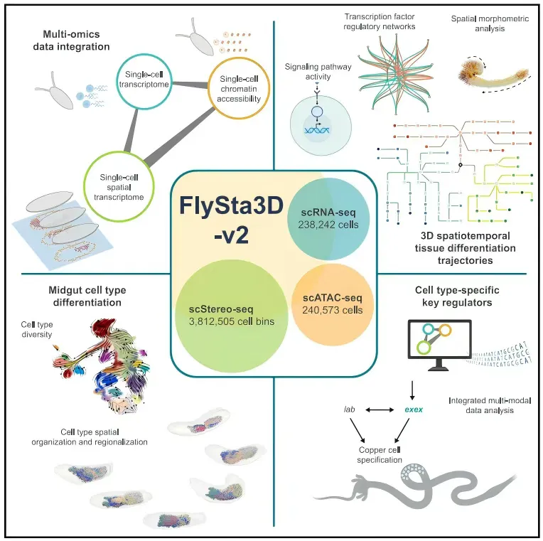 Cell | Stereo-seq助力绘制果蝇发育3D全景图谱，破译生命动态调控的“时空密码” - 知乎