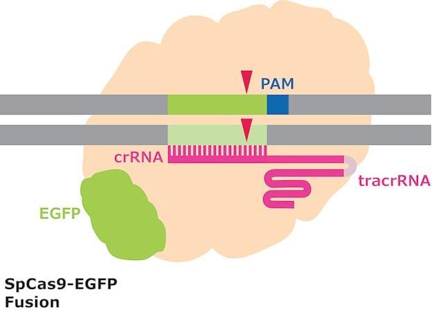 默克生命科学 | 选择Cas9的考虑因素 - 知乎