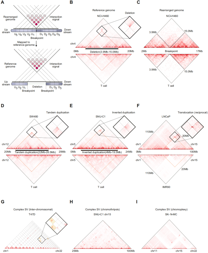 用什么工具可以对Hi-C数据的loop作图？ - 知乎