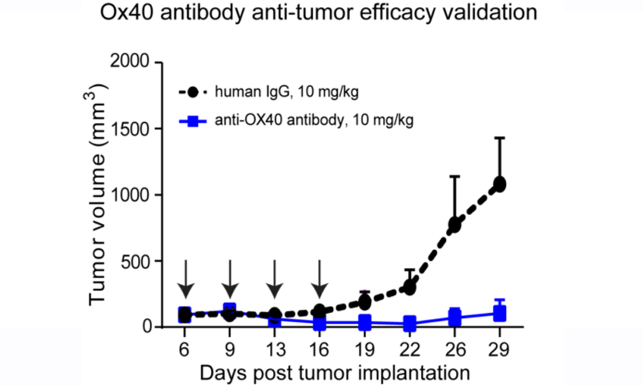 又一热门靶点（OX40）被详细解读 - 知乎
