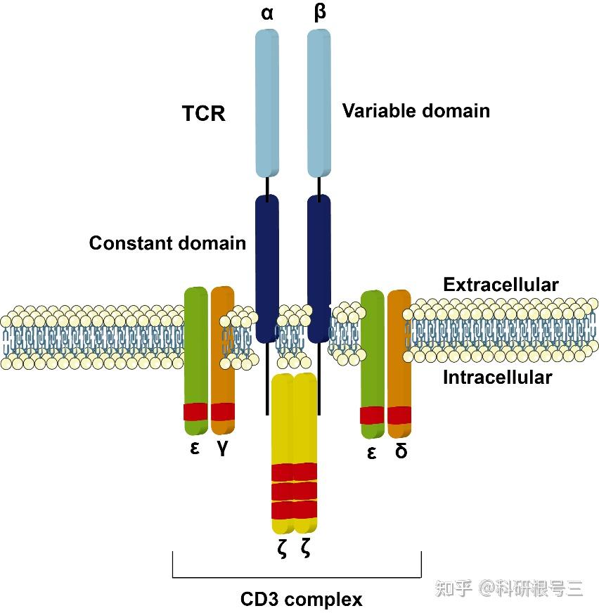 一文搞清用于各类细胞鉴定的CD分子（附CD1-CD371分子功能表） - 知乎