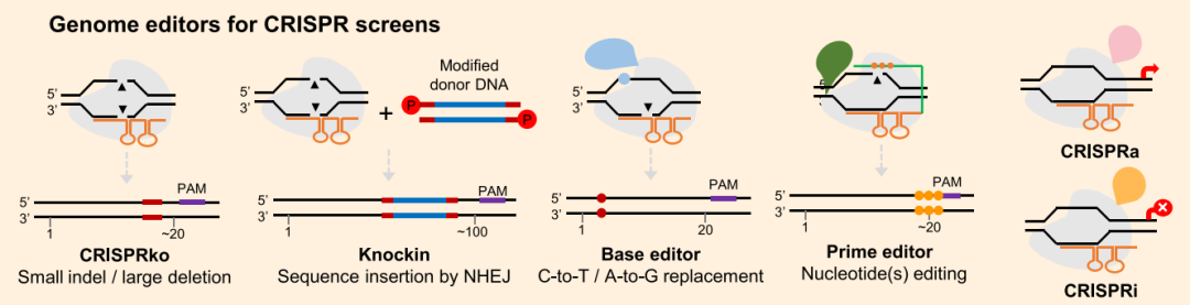 CRISPR screen——极具潜力的高通量筛选技术 - 知乎