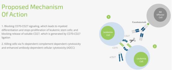骆驼科IgG1抗体 αCD70 Cusatuzumab介绍 - 知乎
