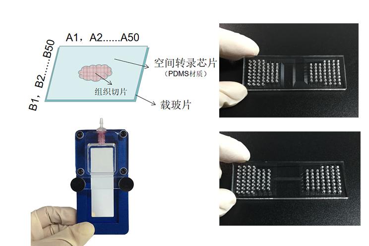 基于微流体条码标记的空间多组学测序技术（DBiT-seq技术） - 知乎