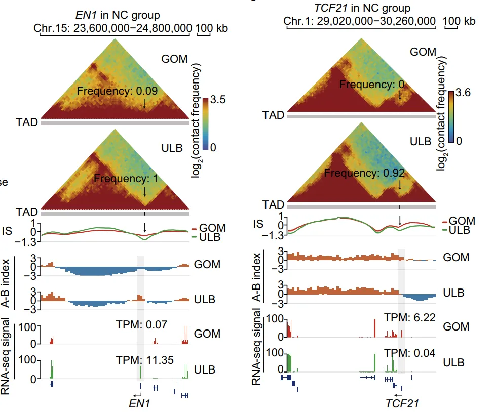 一文Get 诺禾致源 Hi-C “C位” - 知乎