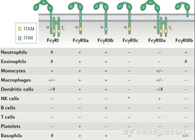 优化流式细胞分析的关键——FcR阻断剂 - 知乎