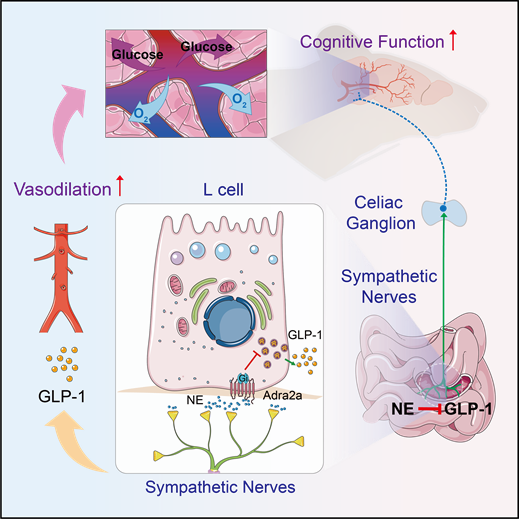 发现GLP-1新机制，保护大脑竟然也有它的参与 - 知乎