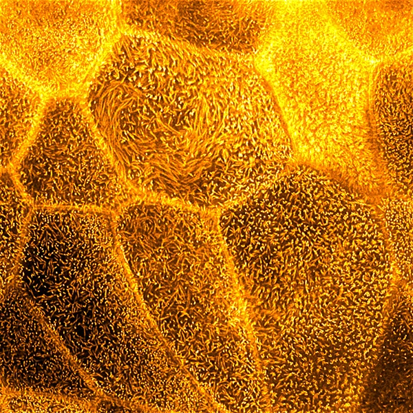 免疫荧光，易如反掌 | ibidi 8 孔腔室载玻片（玻璃底部）玩转指南 - 知乎