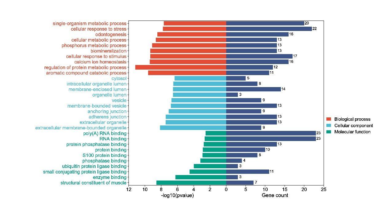 条形图展示基因本体论BP、CC、MF三合一富集结果CMF三合一富集结果 - 知乎
