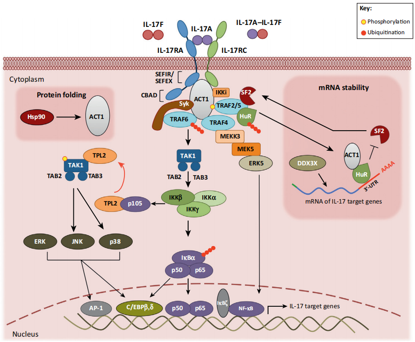 靶点综述 | 自身免疫性疾病靶点 IL17A - 知乎