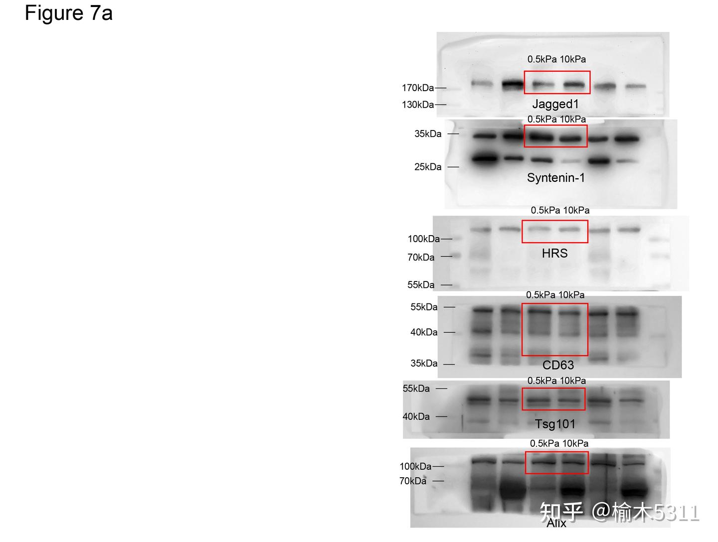 Western blot，真的要求整膜带marker吗？ - 知乎