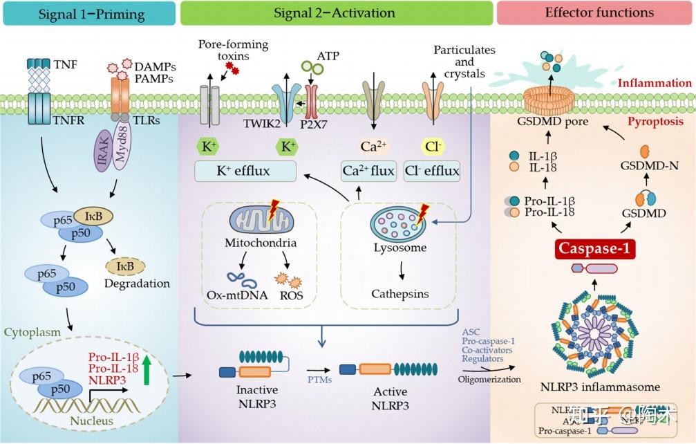 科“炎”直通车丨炎性小体信号传导 ——TargetMol - 知乎