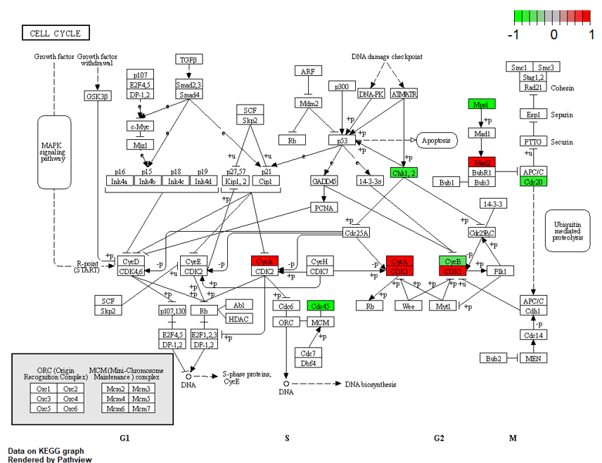 R语言KEGG信号通路富集分析（enrichplot、ggplot2、pathview绘图） - 知乎