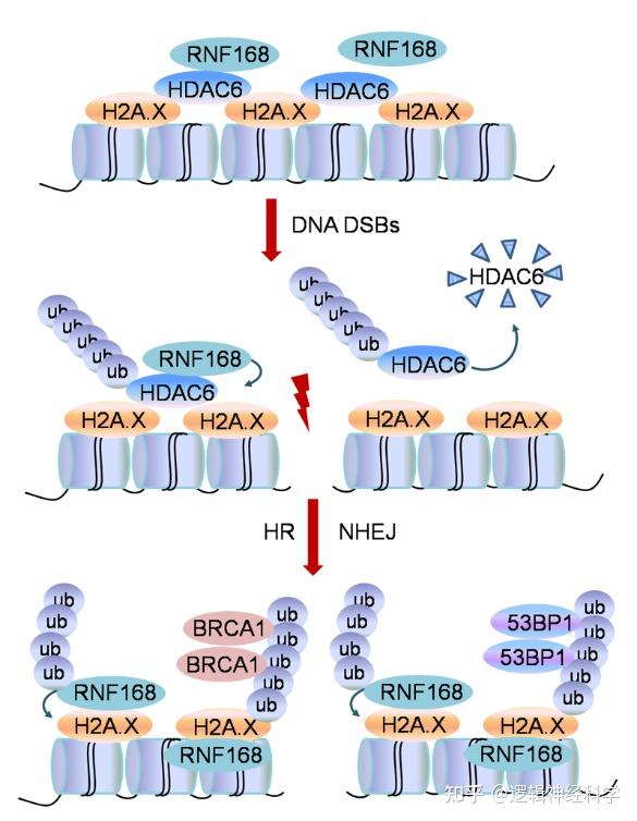 NAR︱深圳大学朱卫国团队揭示组蛋白去乙酰化酶HDAC6参与DNA双链断裂修复新机制 - 知乎
