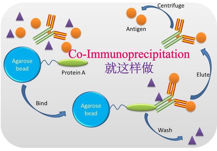 Co-IP实验实操及实验结果解读 - 知乎