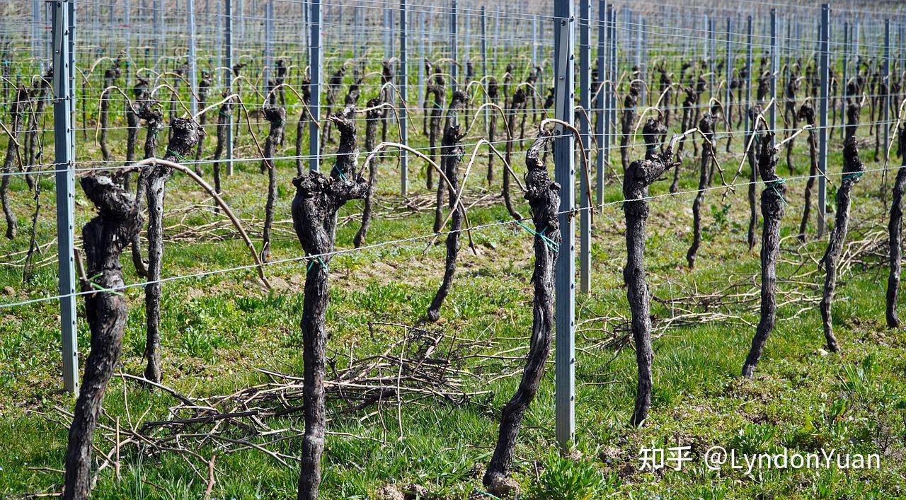 Inotrem宣布其用于治疗重症新冠患者的Nangibotide的II期研究到达关键终点 - 知乎