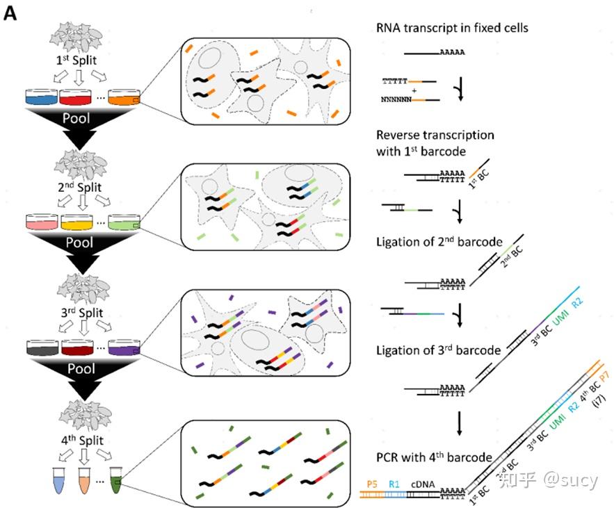 单细胞分离方法与barcode beads设计 - 知乎